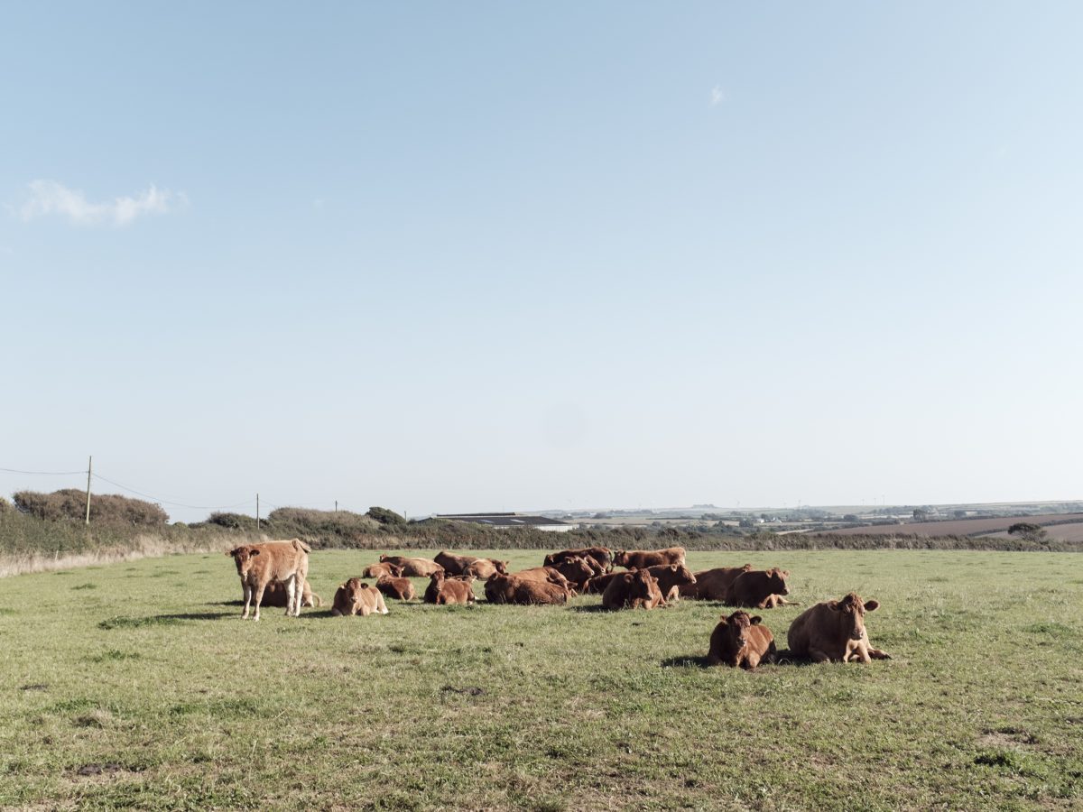 Halwyn | Restaurant & Bar, Driving Range & Mini-Golf in Crantock, Cornwall